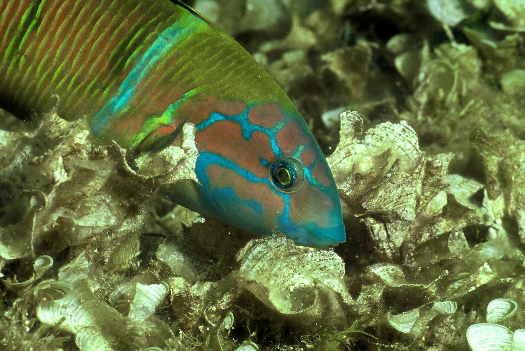 Accueil – Narval Plongée Cassis – Plongez au cœur des calanques