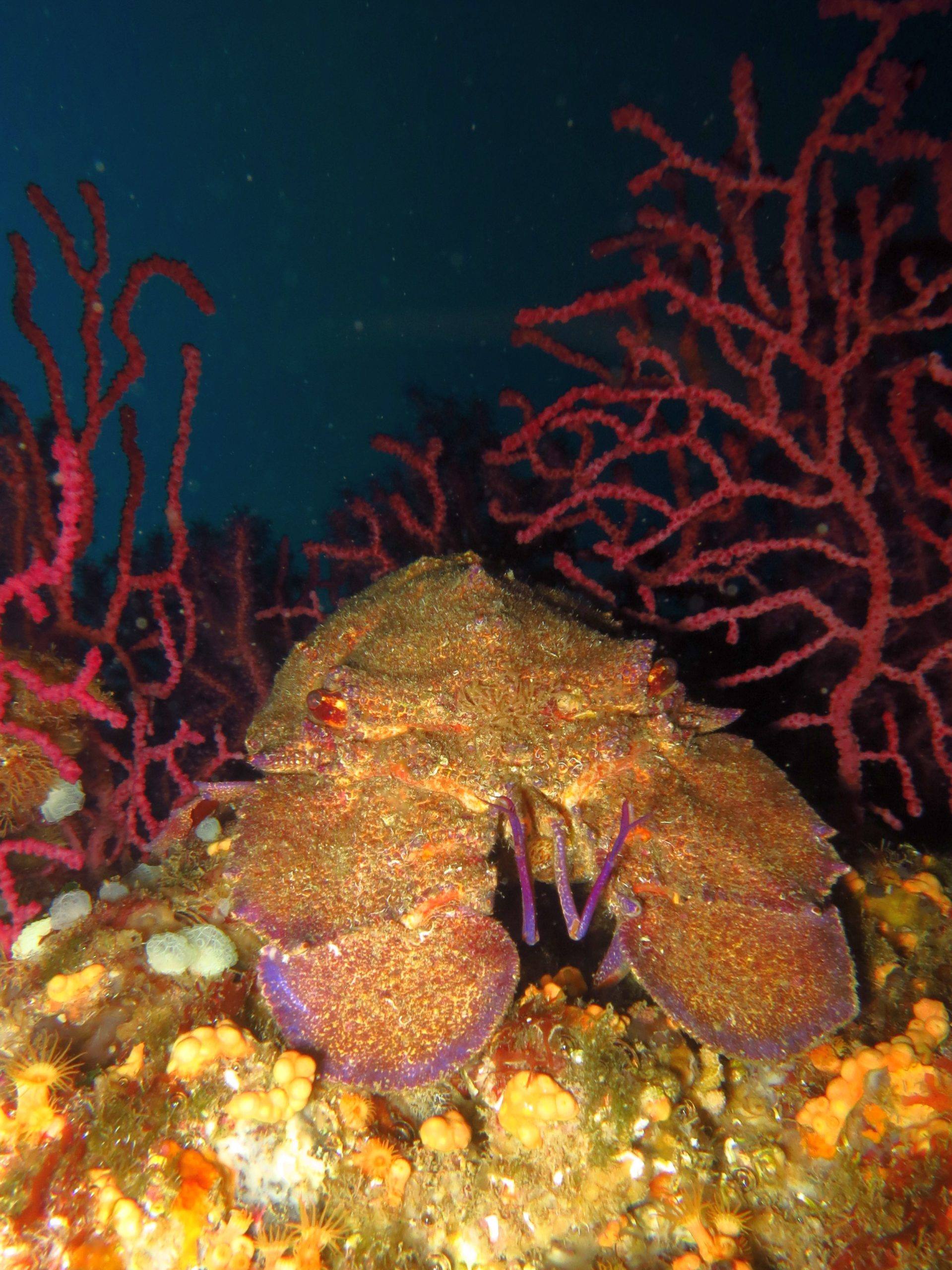 Sunset dive – Narval Plongée Cassis – Plongez au cœur des calanques